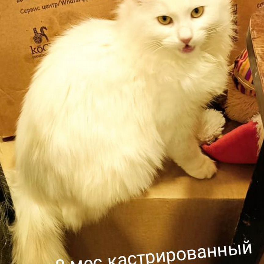 Котик тип турецкая ангора