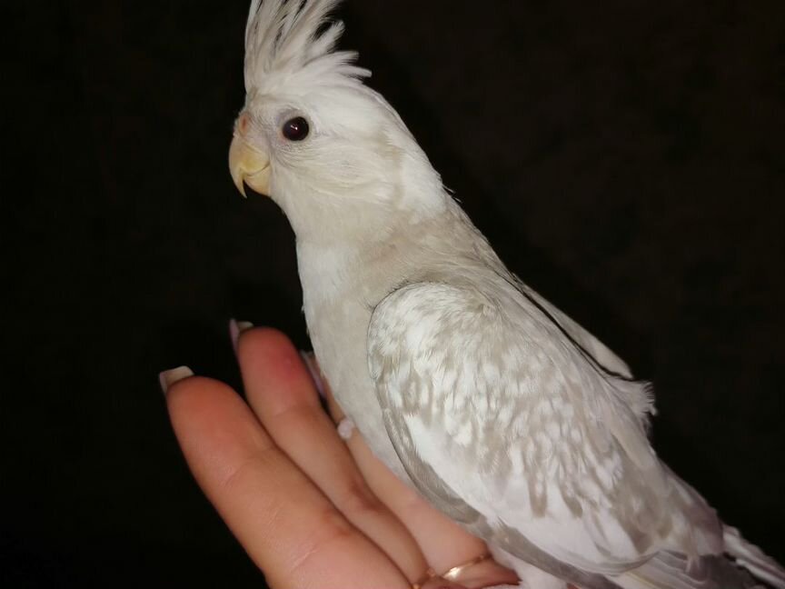 Попугай корелла