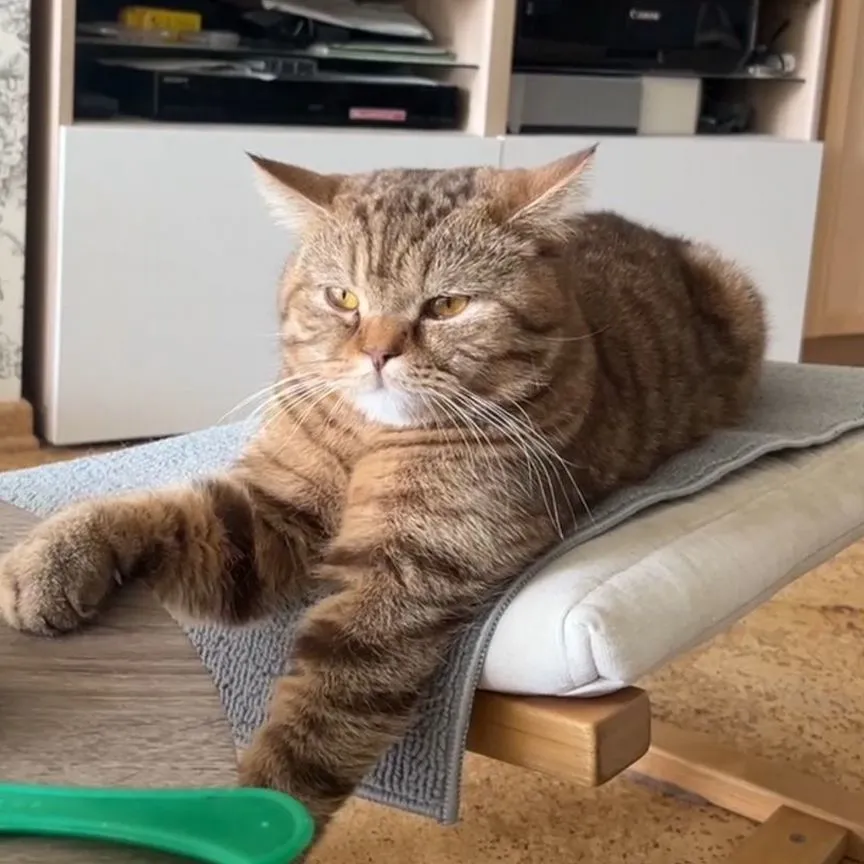 Котенок шиншилла золото табби 1год не метит