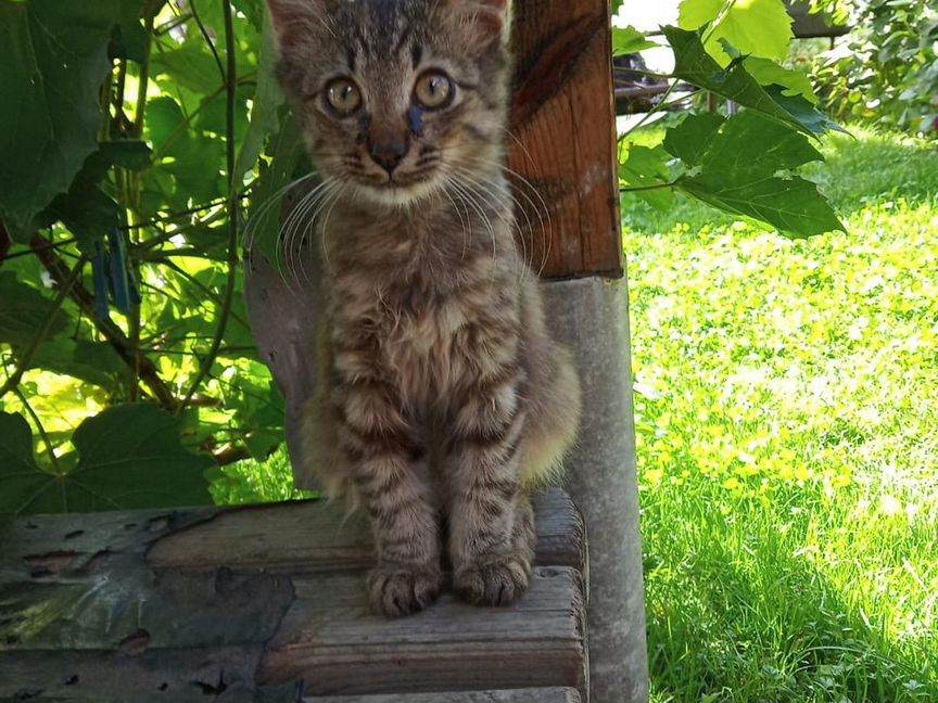 Котенок мальчик 4 мес