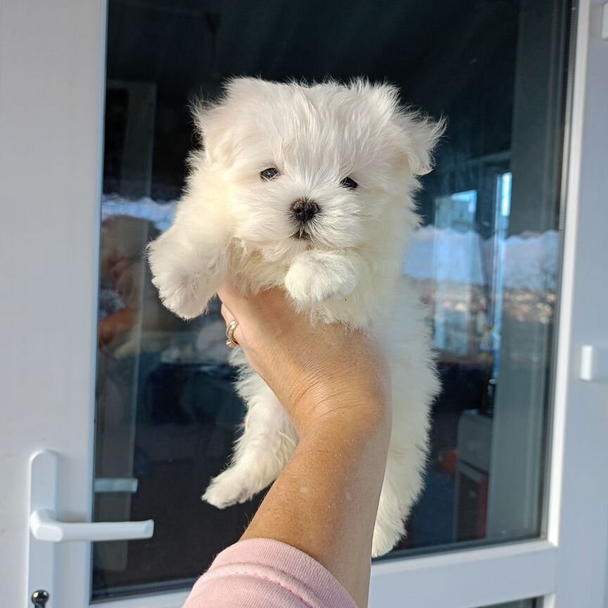 Мальтийская болонка мини РКФ