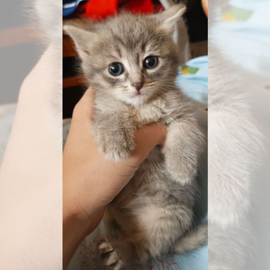 Котята в добрые руки бесплатно