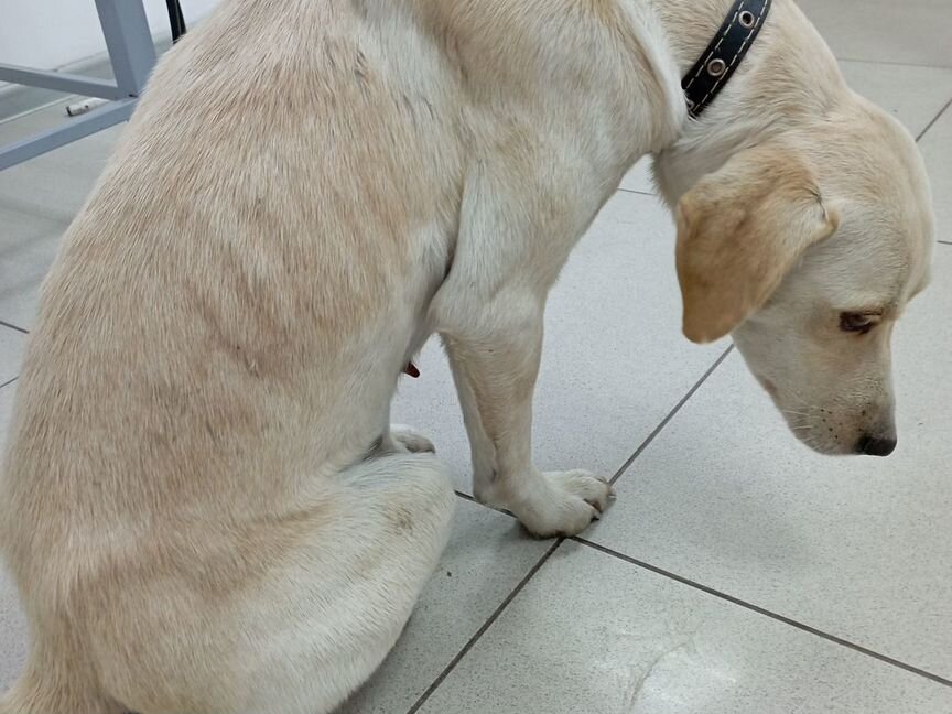 Метис лабрика