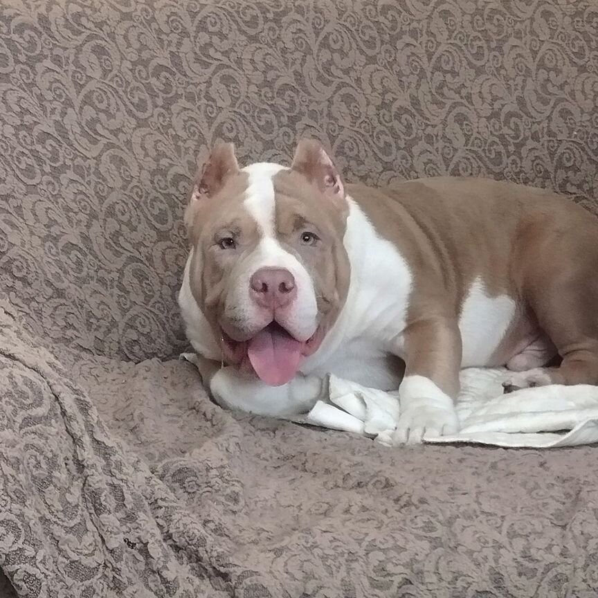 Американский булли покет щенки