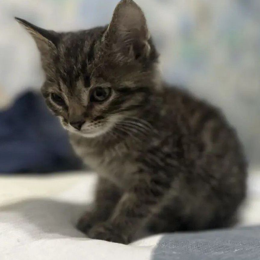 Котенок Тимоша 1.5 мес