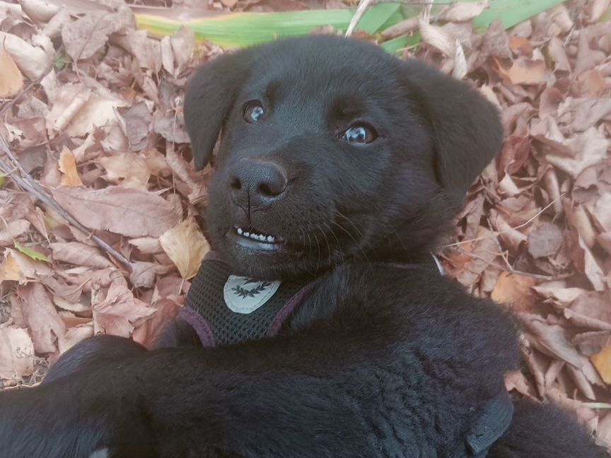 Собака