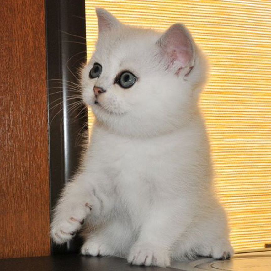 Британские серебристые котята