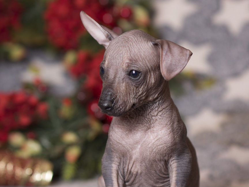 Ксолоитцкуинтли