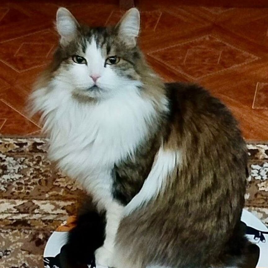 Сибирская, взрослая кошка