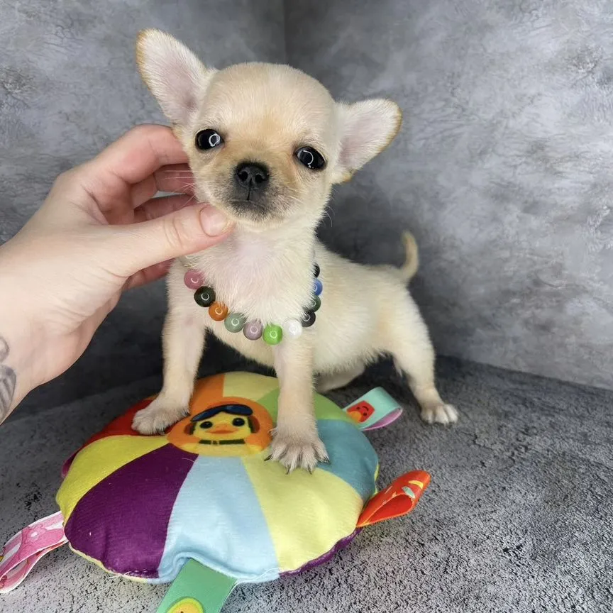 Super mini мальчик Чихуахуа