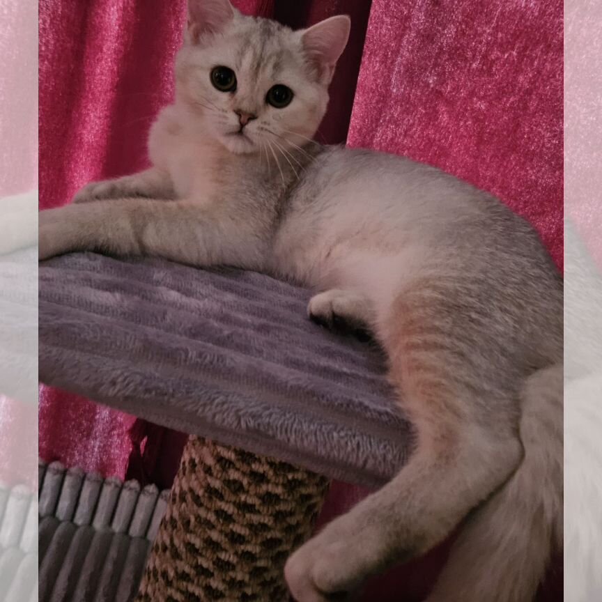 Шотландская кошечка