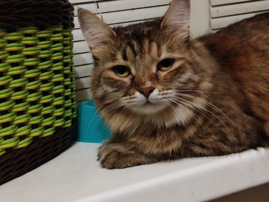 Срочный пристрой