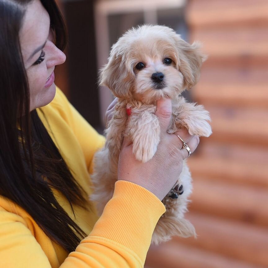 Мальтипу, щенок