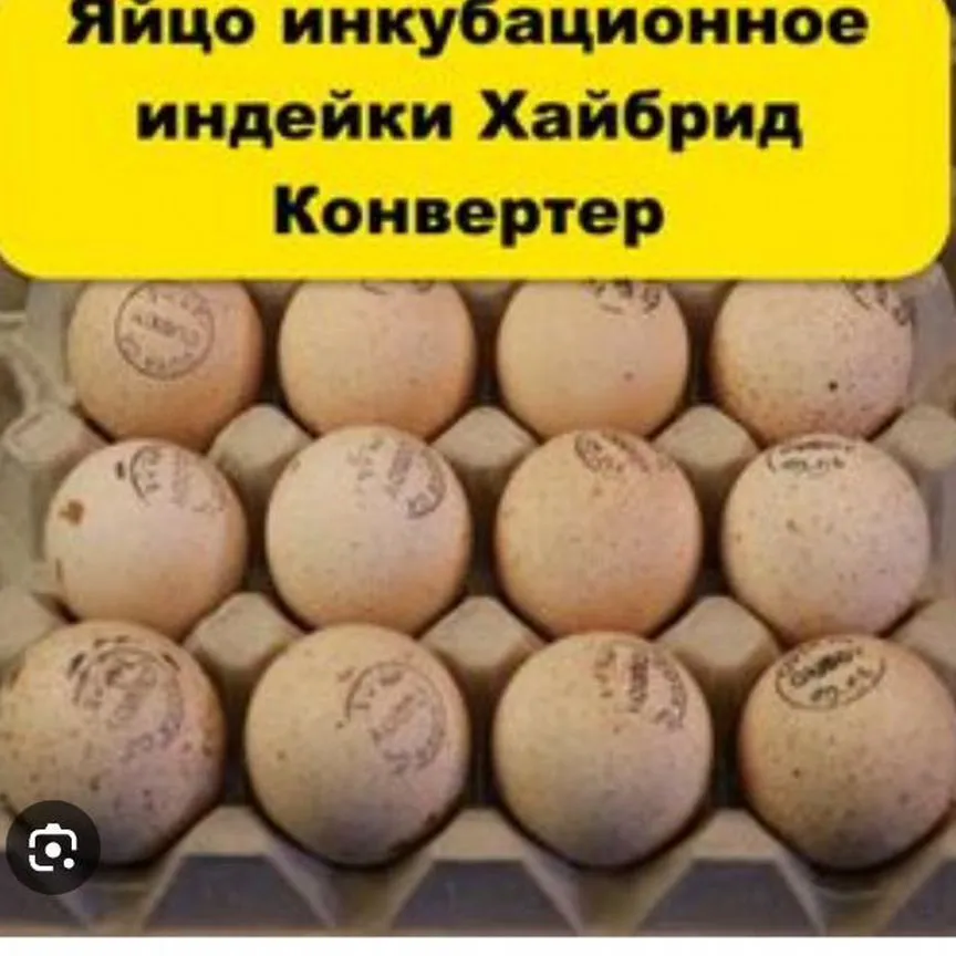 Яйцо индюка Хайбрит (Канада)
