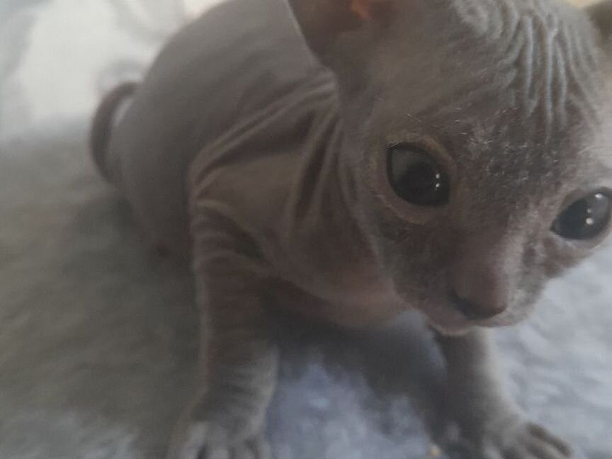 Канадский сфинкс