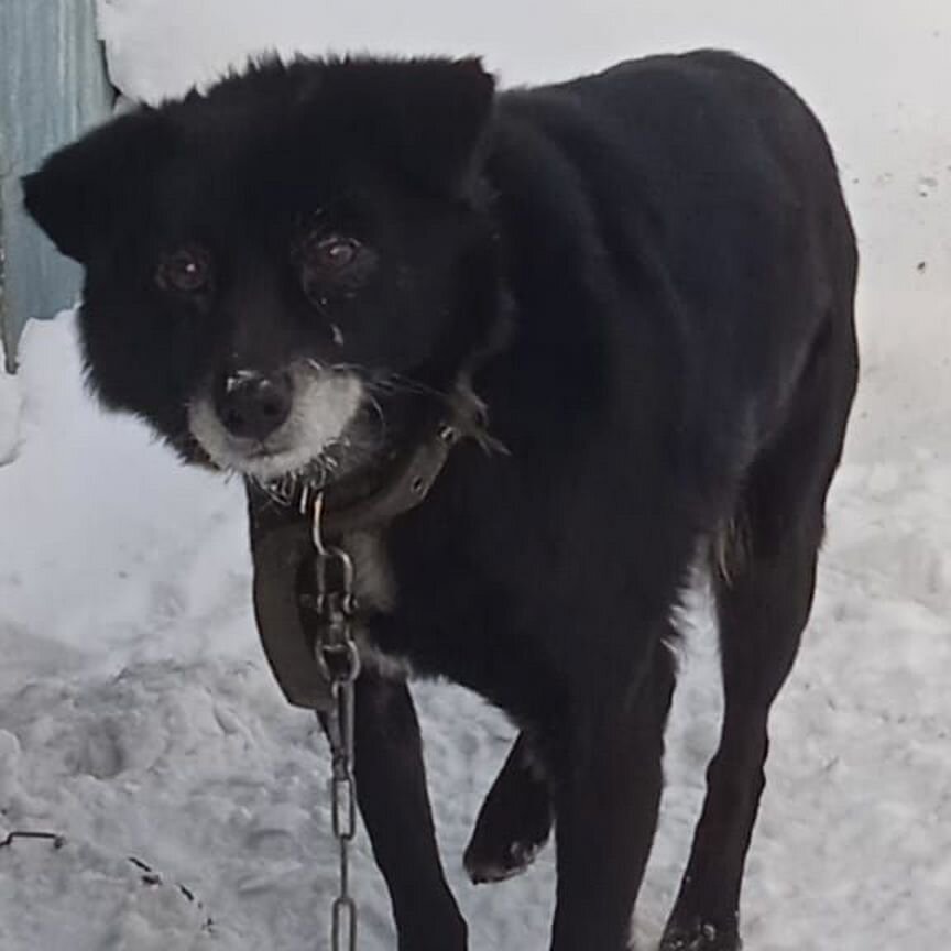 Отдам в хорошие руки собачку.Мальчик Шарик