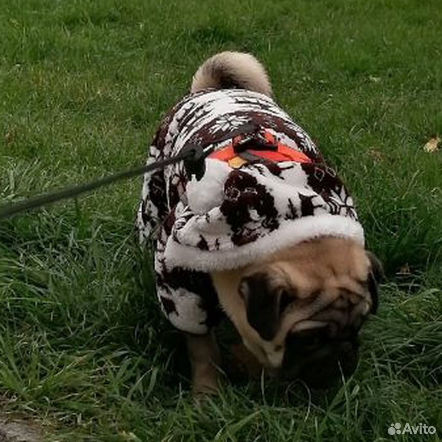 Костюм для маленькой собаки