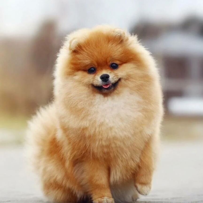 Померанский шпиц вязка