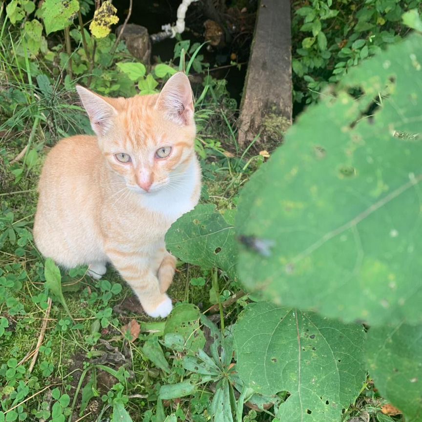 Котята в добрые руки рыжики