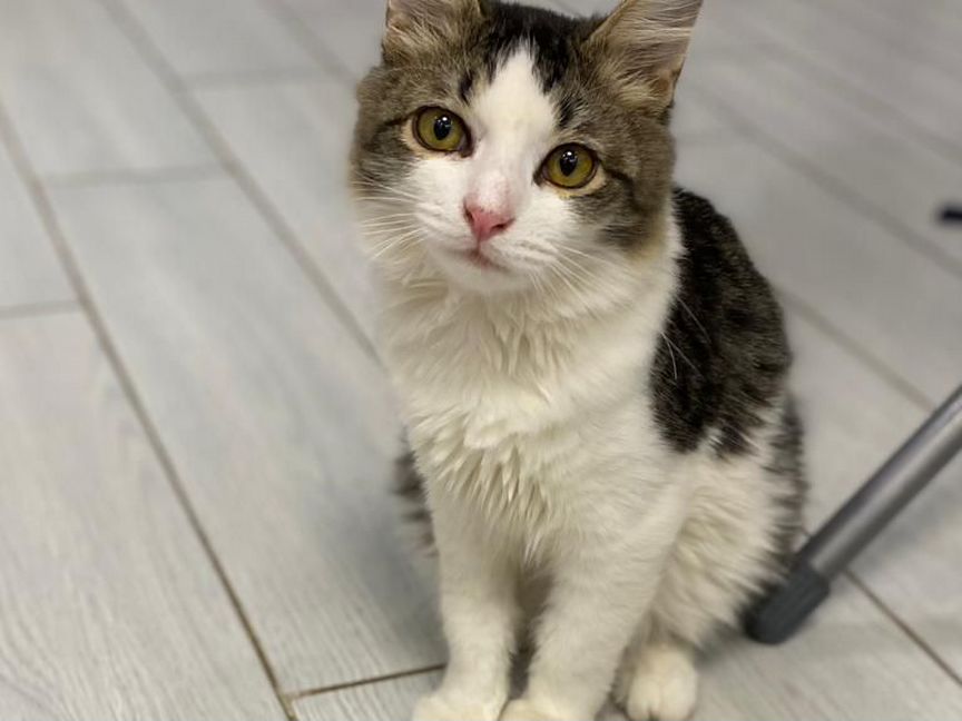 Котенок привитый ждет хозяев