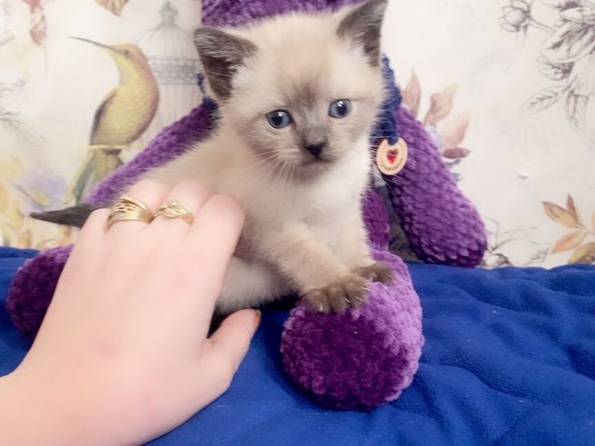 Тайские котяте