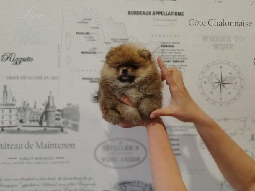 Щенки шпица красивые