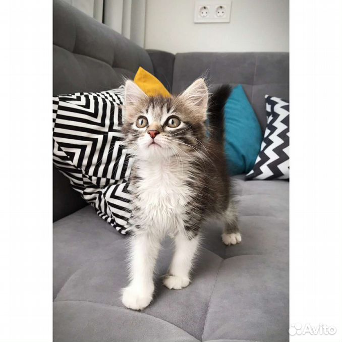 Котенок девочка 1, 5 месяца