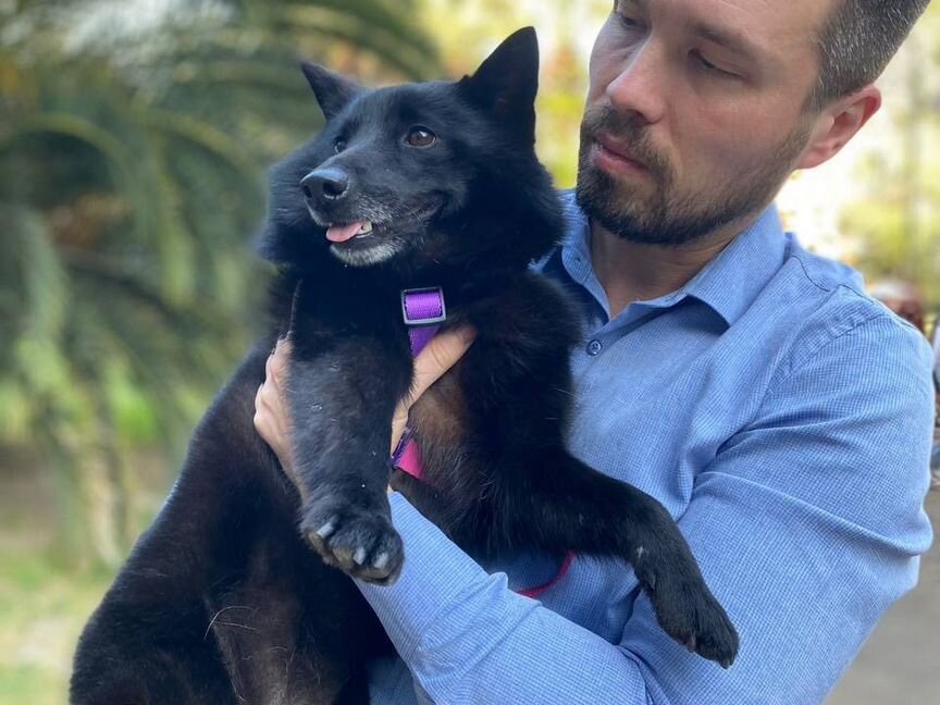 Маленькая собакаищет семью