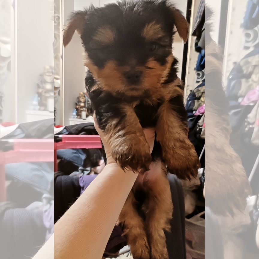 Йоркширский терьер, щенок