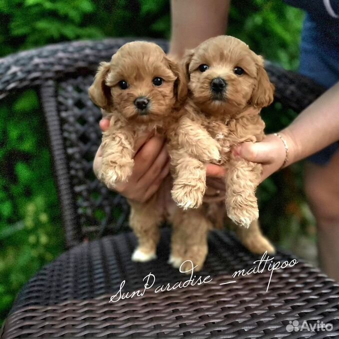 Mini Maltipoo тикап F-1Cappuccino Корейские крови