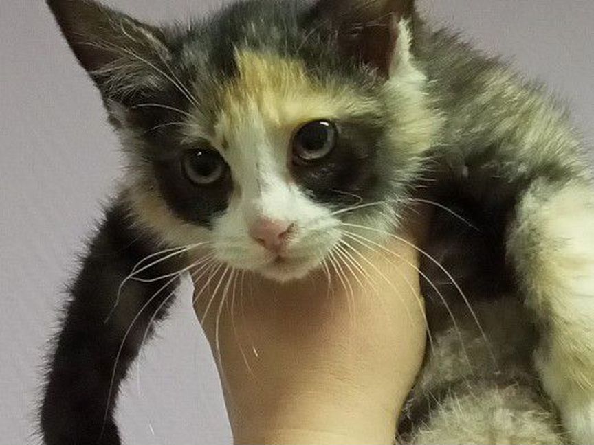 Кошка