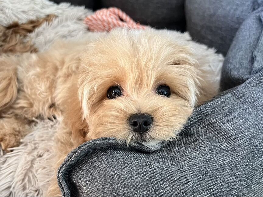 Щенок мальтипу F1 mini