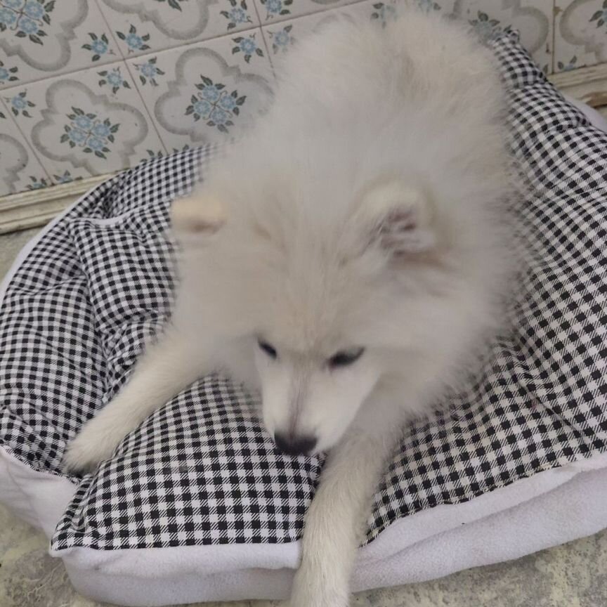 Померанский шпиц, щенок