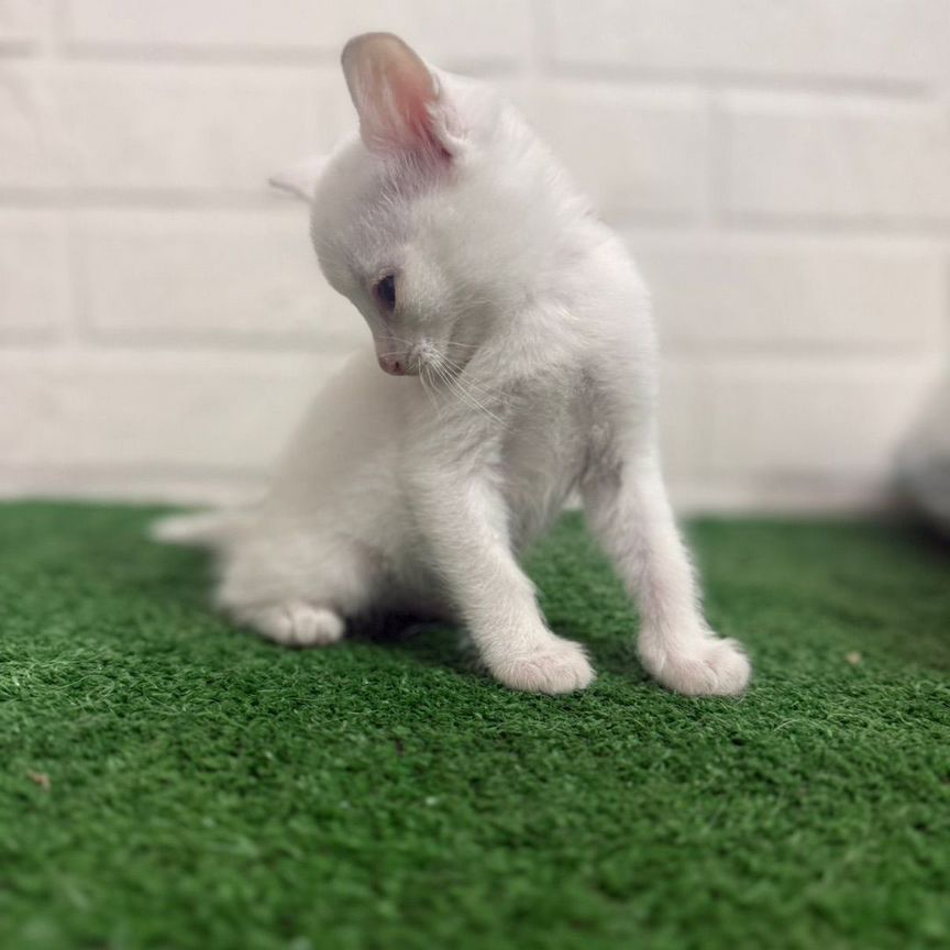 Котята в добрые руки бесплатно