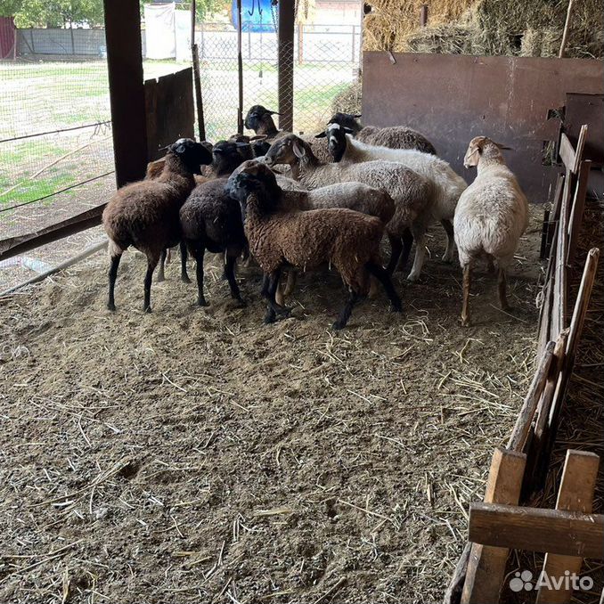 Бараны адельбаевские