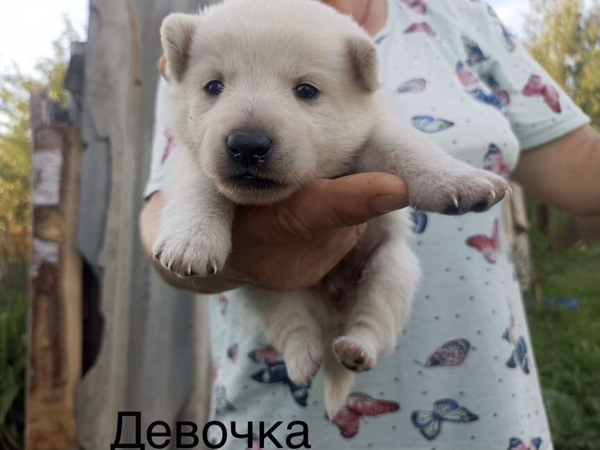 Щенки, родились 23 июня