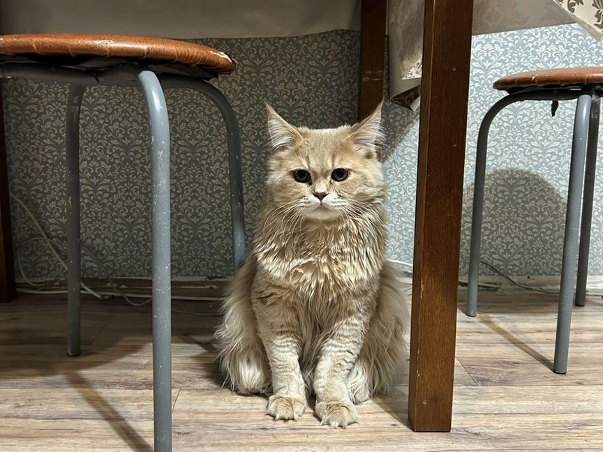 Шотладский прямоухий кот