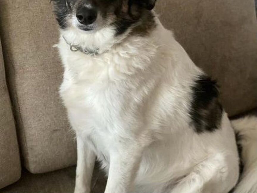 Маняша стерилизованная