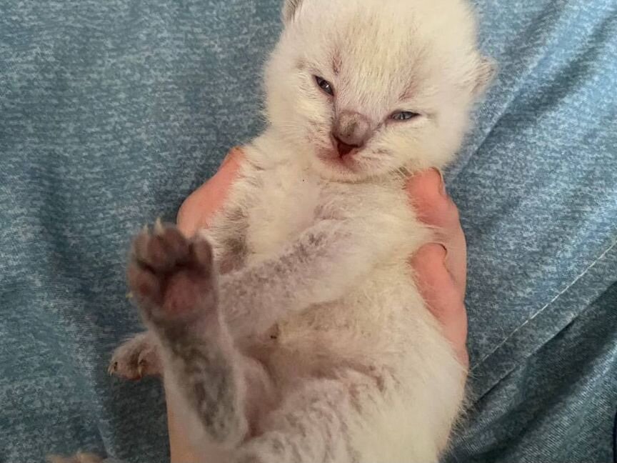 Котята