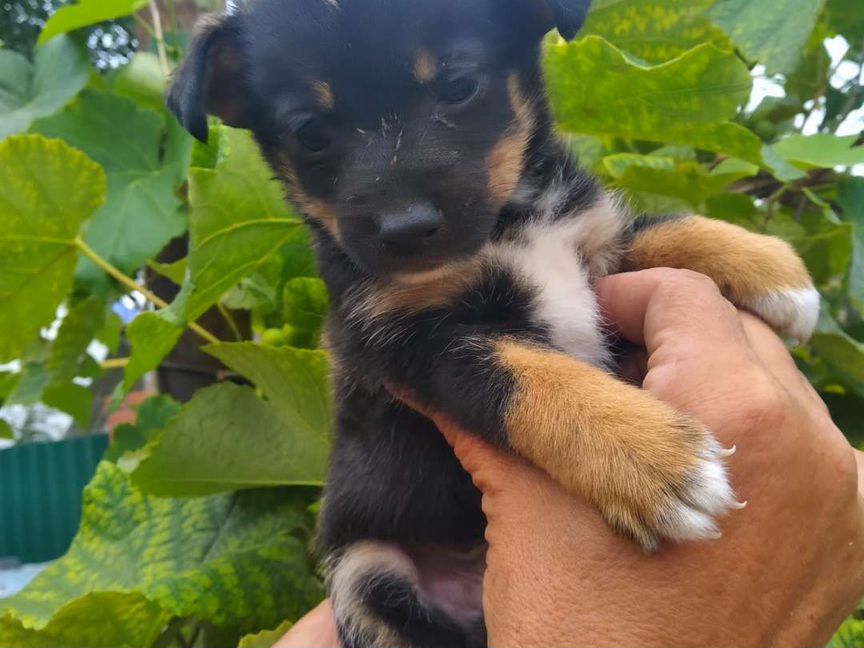 Мальчишки 2 месяцев в добрые руки