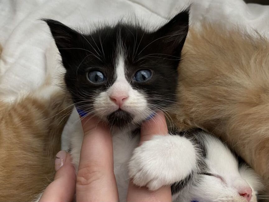 Котята мейкун черная