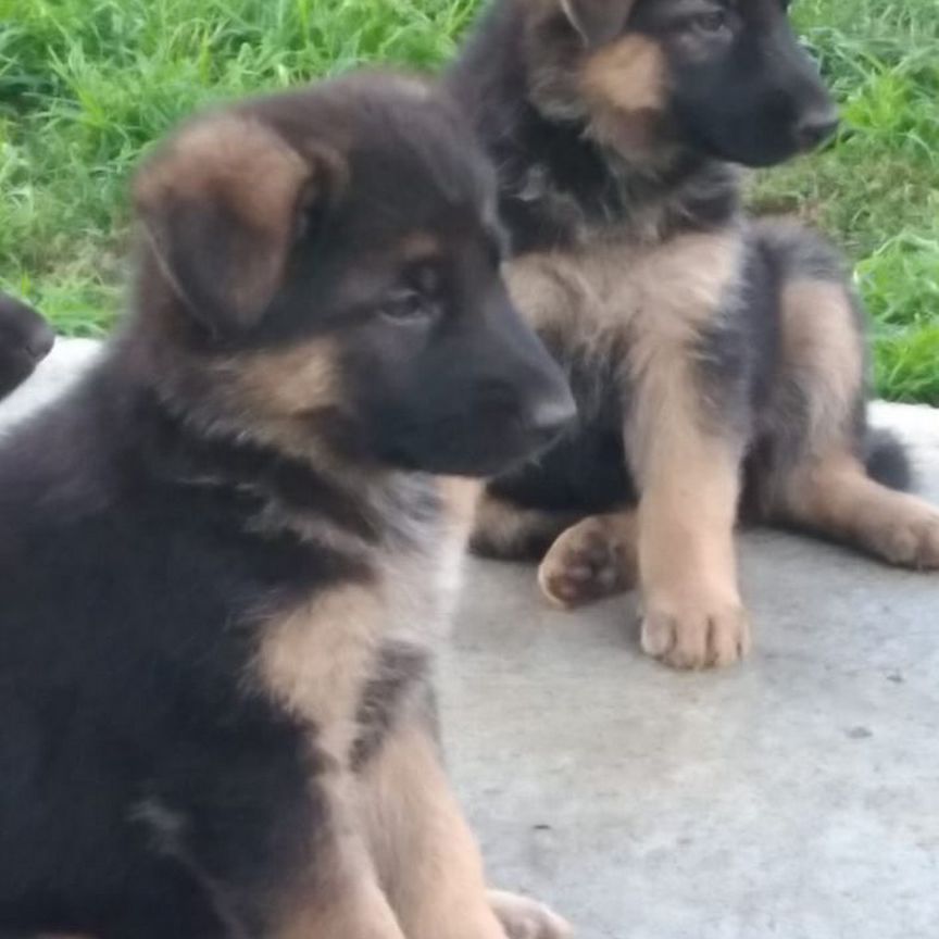 Немецкая овчарка