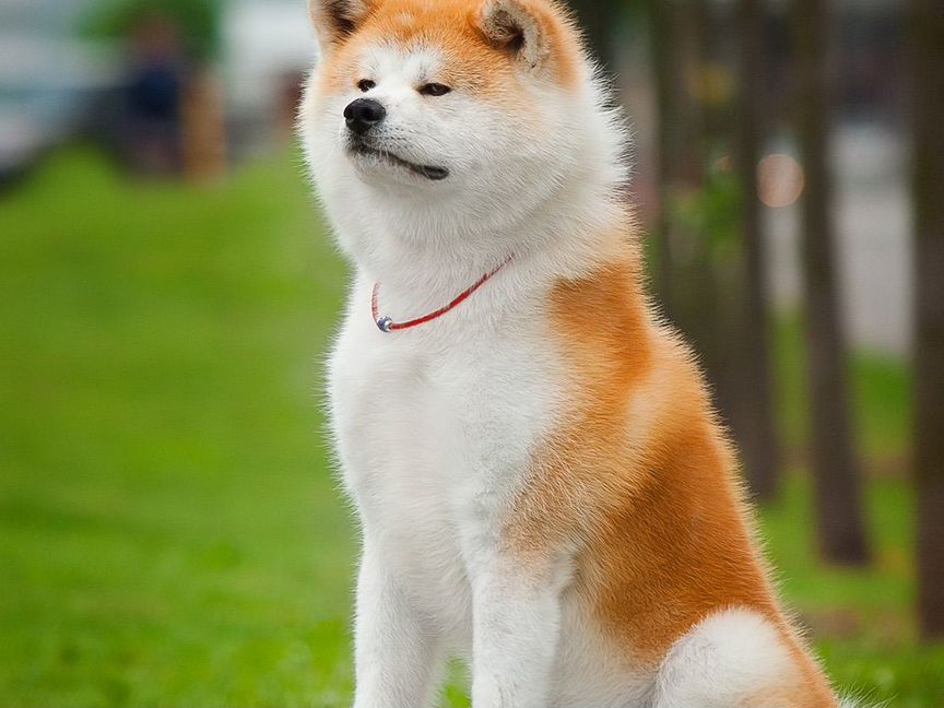 Вязка кобель акита