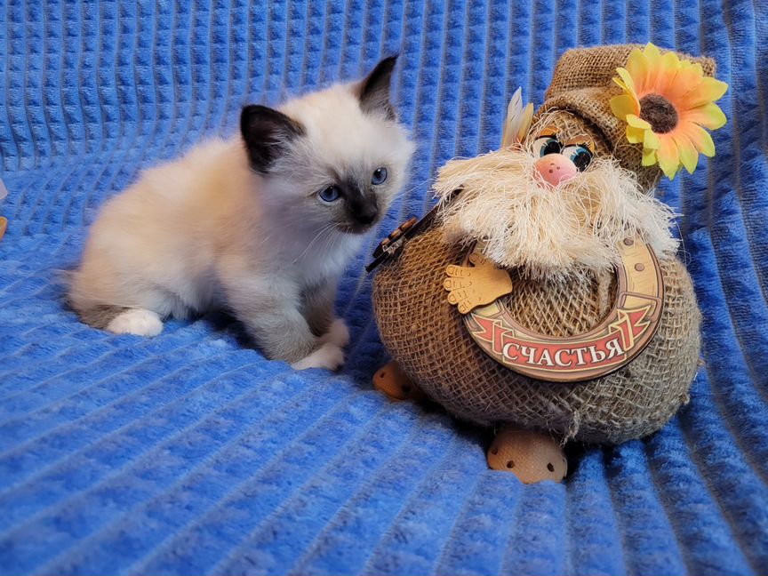 Шикарный котик Священная Бирма