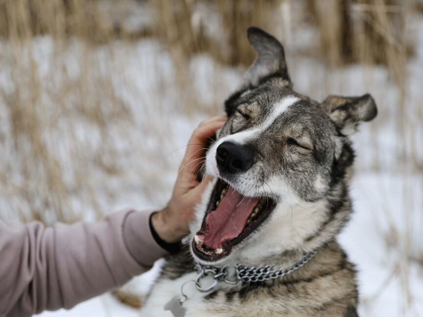 Пёс ищет дом