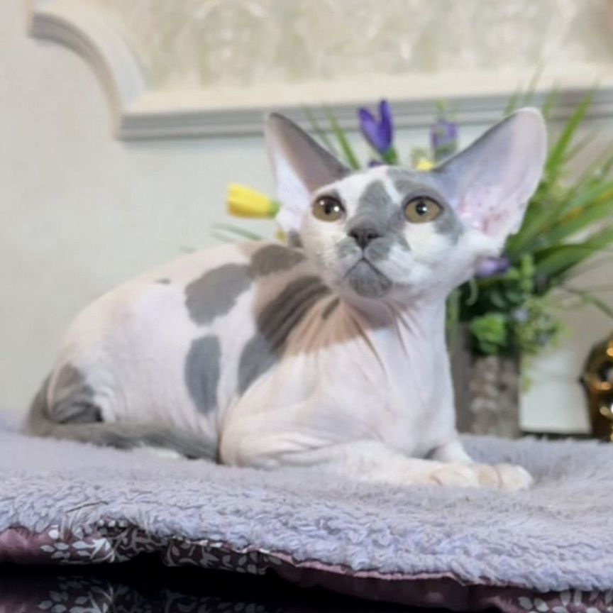 Девон-рекс котёнок