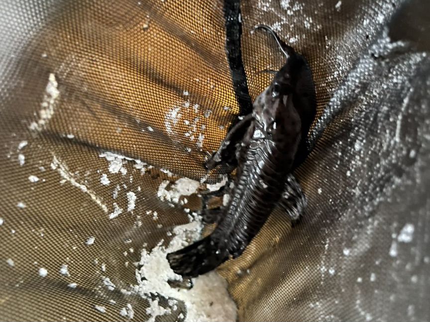 Сомик таракатум