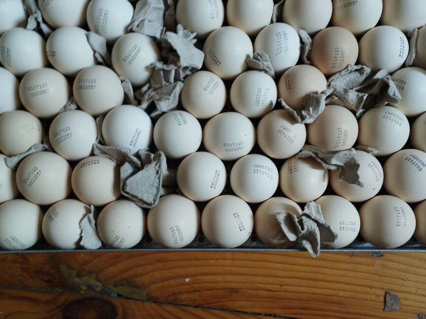 Цыплята бройлеры суточные