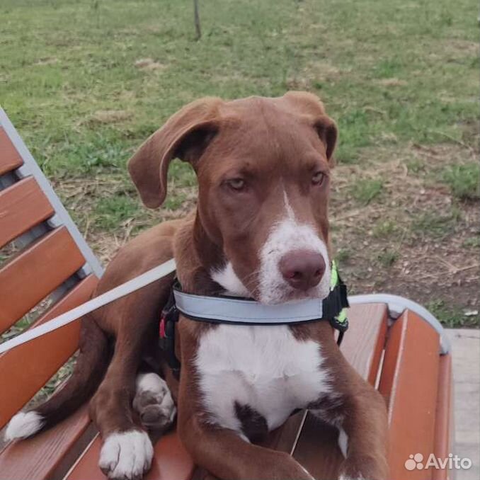 Щенок курцхаар