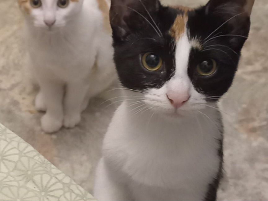 Нужна помощь В добрые руки